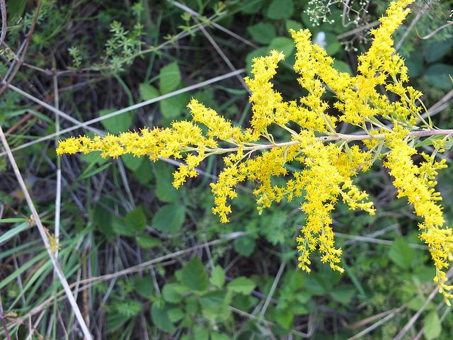 lflower (1) - Prime Passages