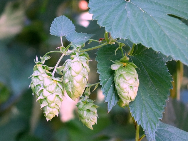 Hops Heaven - Prime Passages